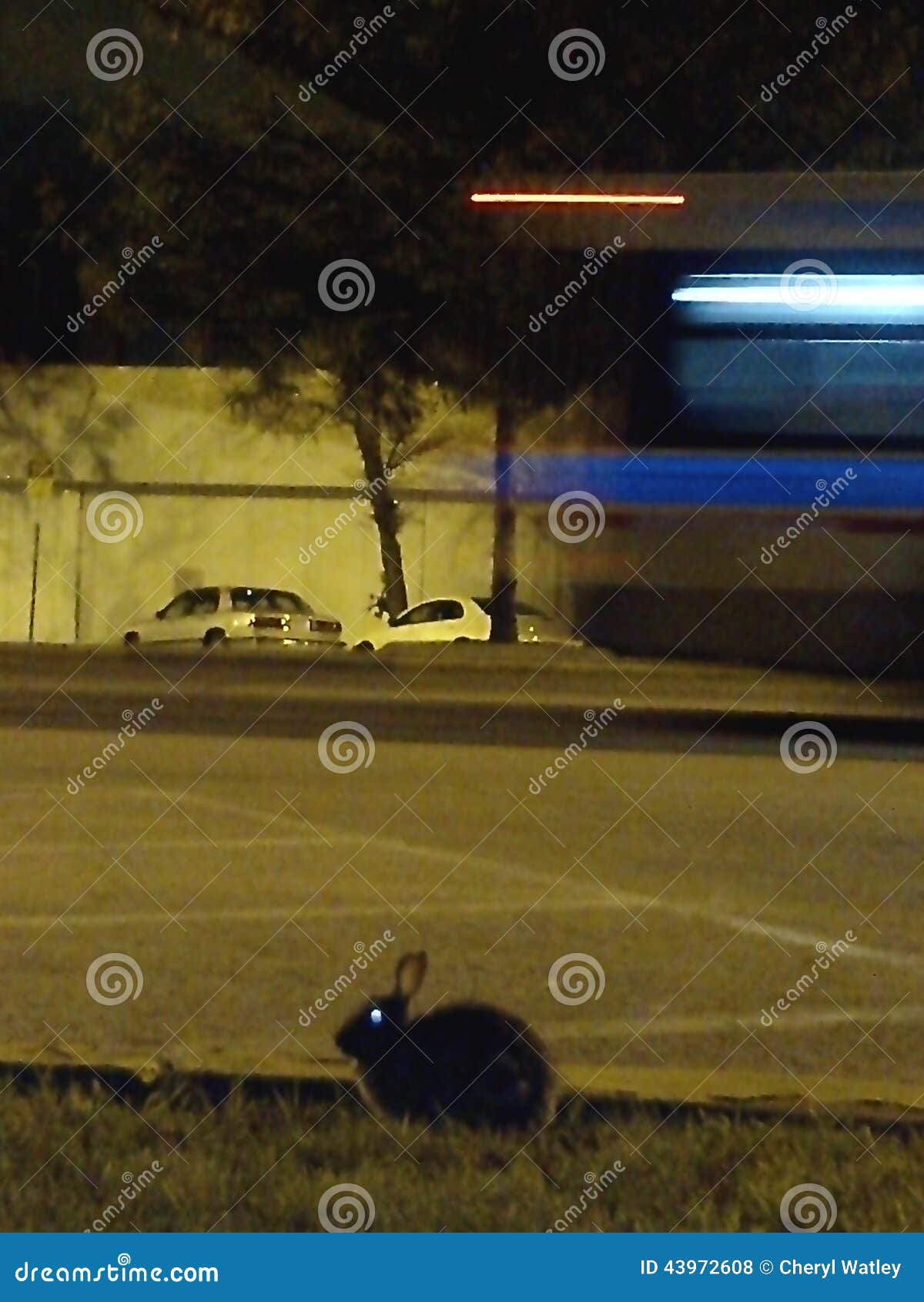 Rabbit at night stock photo. Image of night, flies, rabbit - 43972608