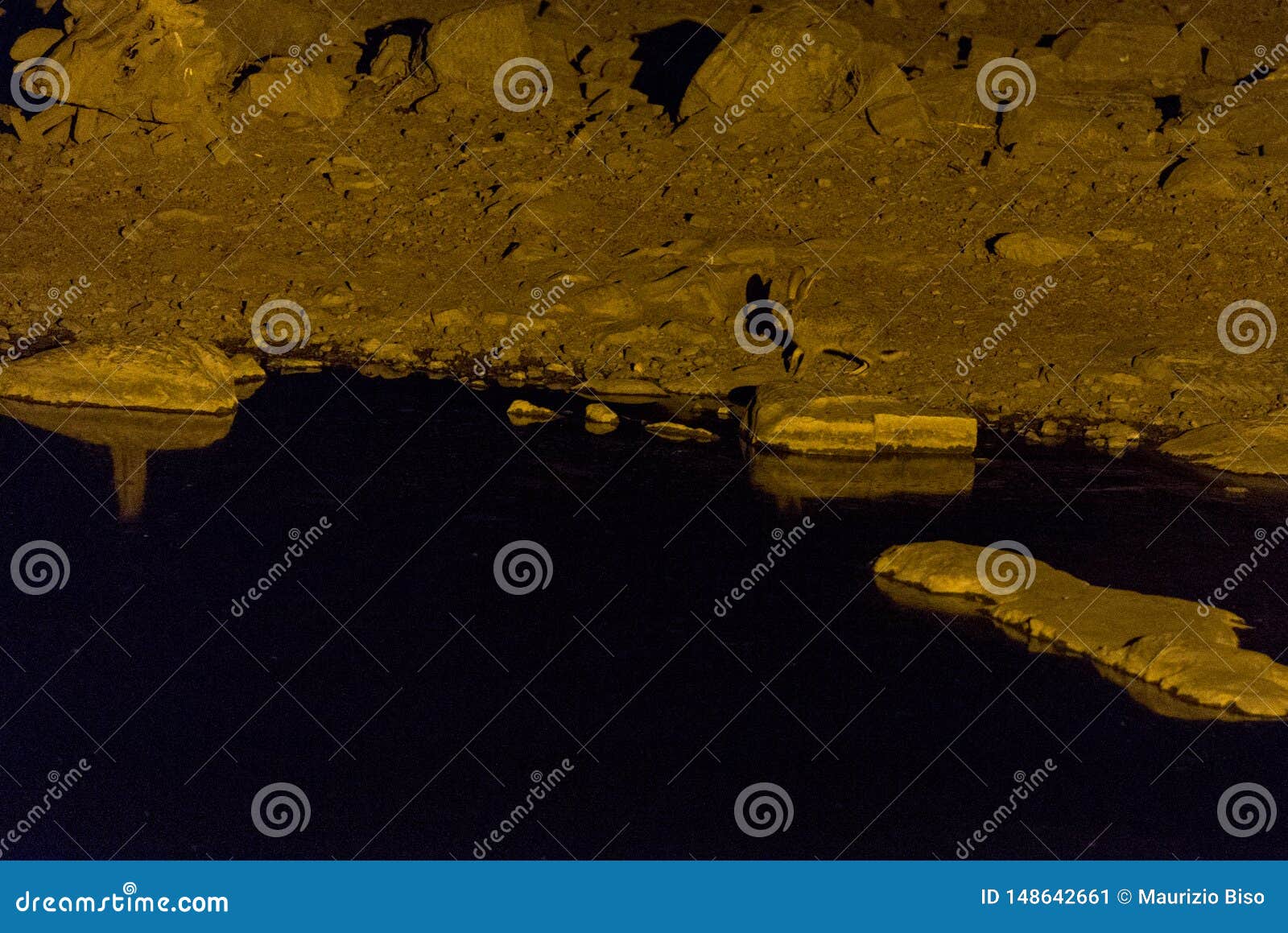 A Rabbit at Night in Namibia Stock Image - Image of habitat, fauna ...