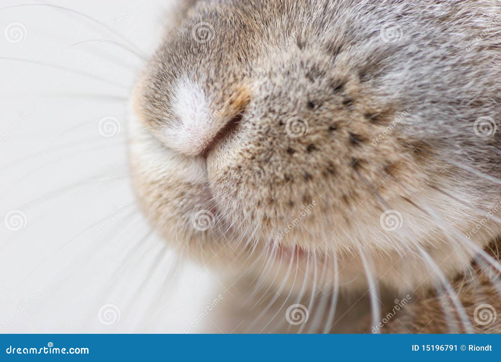 Rabbit nose stock image. Image of mouth, whiskers, face - 15196791