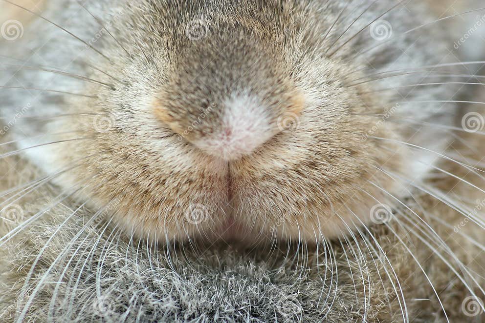 Rabbit nose stock image. Image of rodent, dwarf, rabbit - 15196807