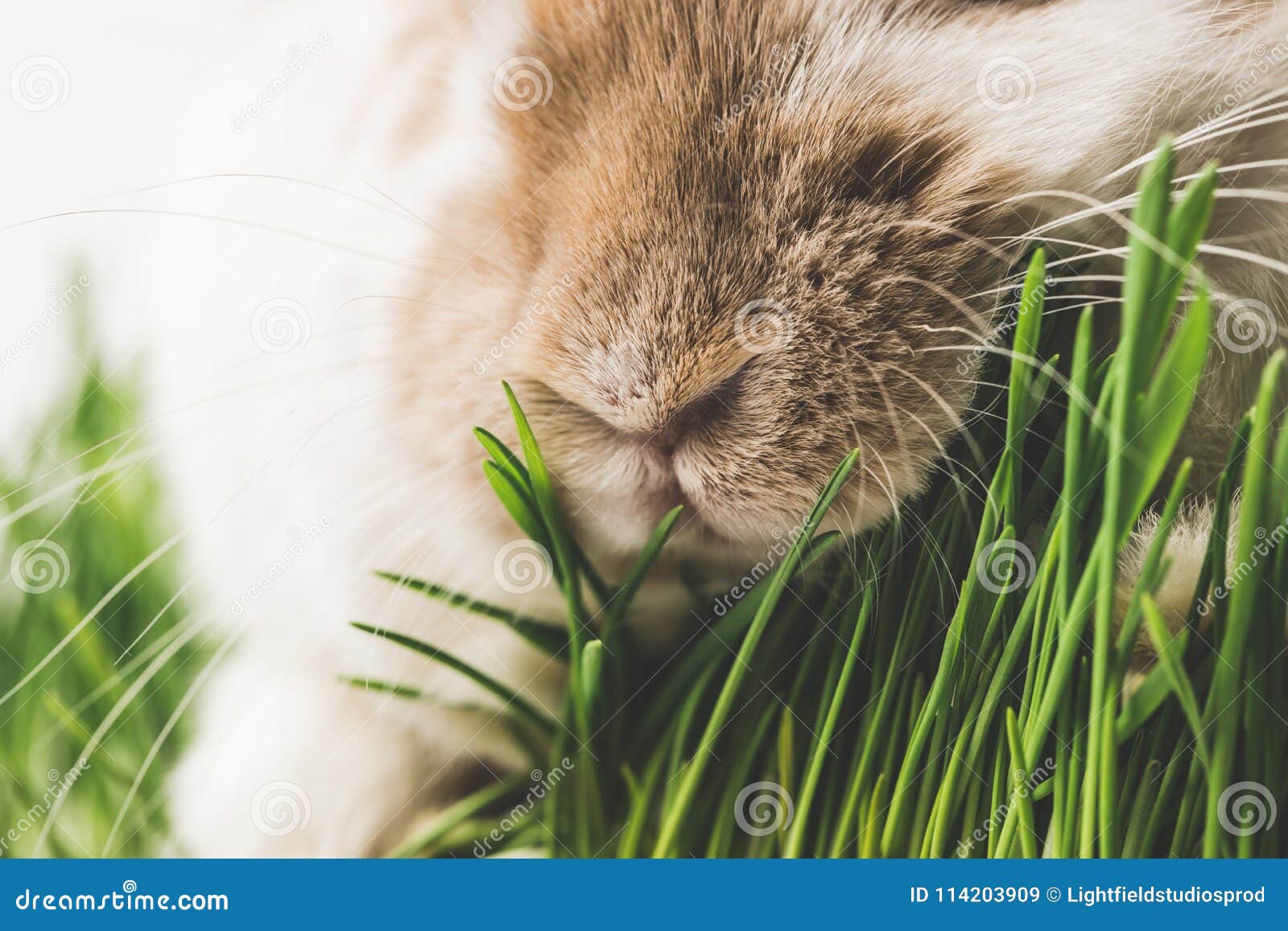 Rabbit Nose and Green Grass Stems Stock Image - Image of fluffy, stems ...