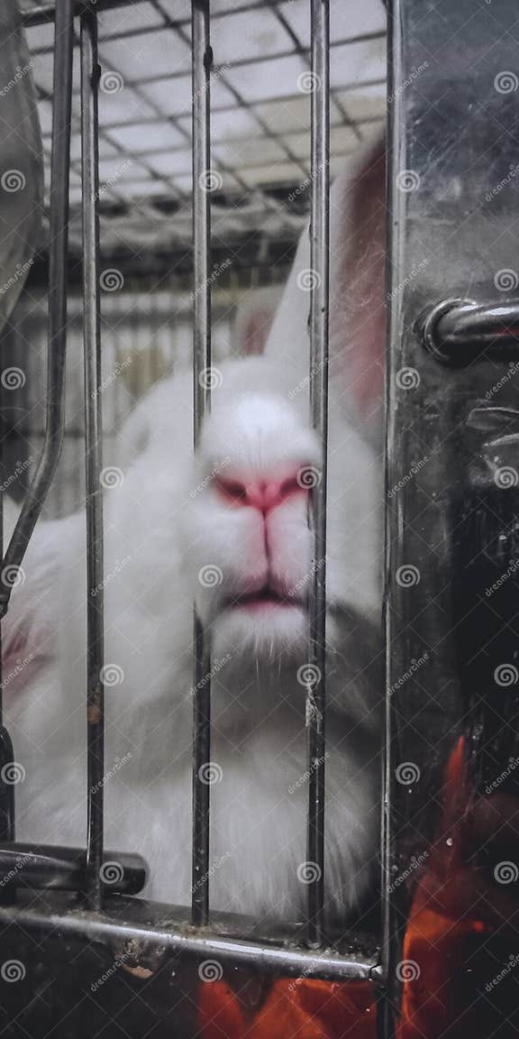 Rabbit Nose Trapped on Their Cage Stock Image - Image of nose, rabbit ...