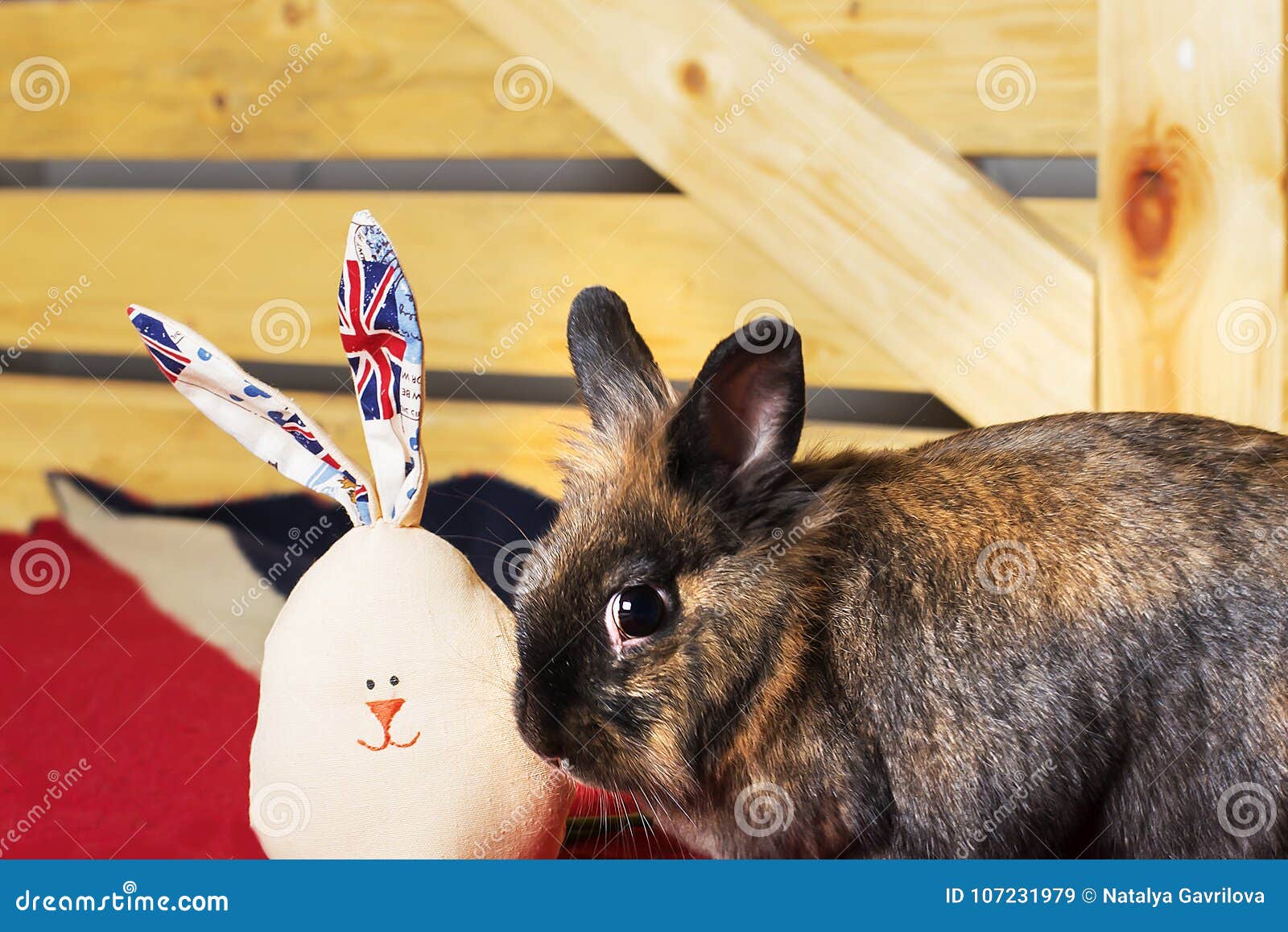 Brown fluffy rabbit stock image. Image of color, creature - 107231979