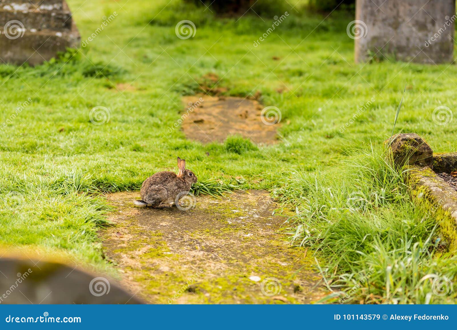 Rabbit at Old Gothic Cemetery, Scotland Stock Image - Image of full ...
