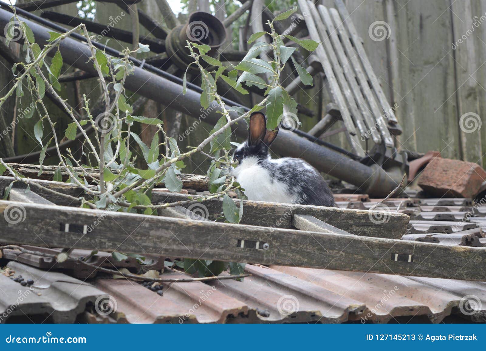 Rabbit on the old roof stock image. Image of roof, black - 127145213
