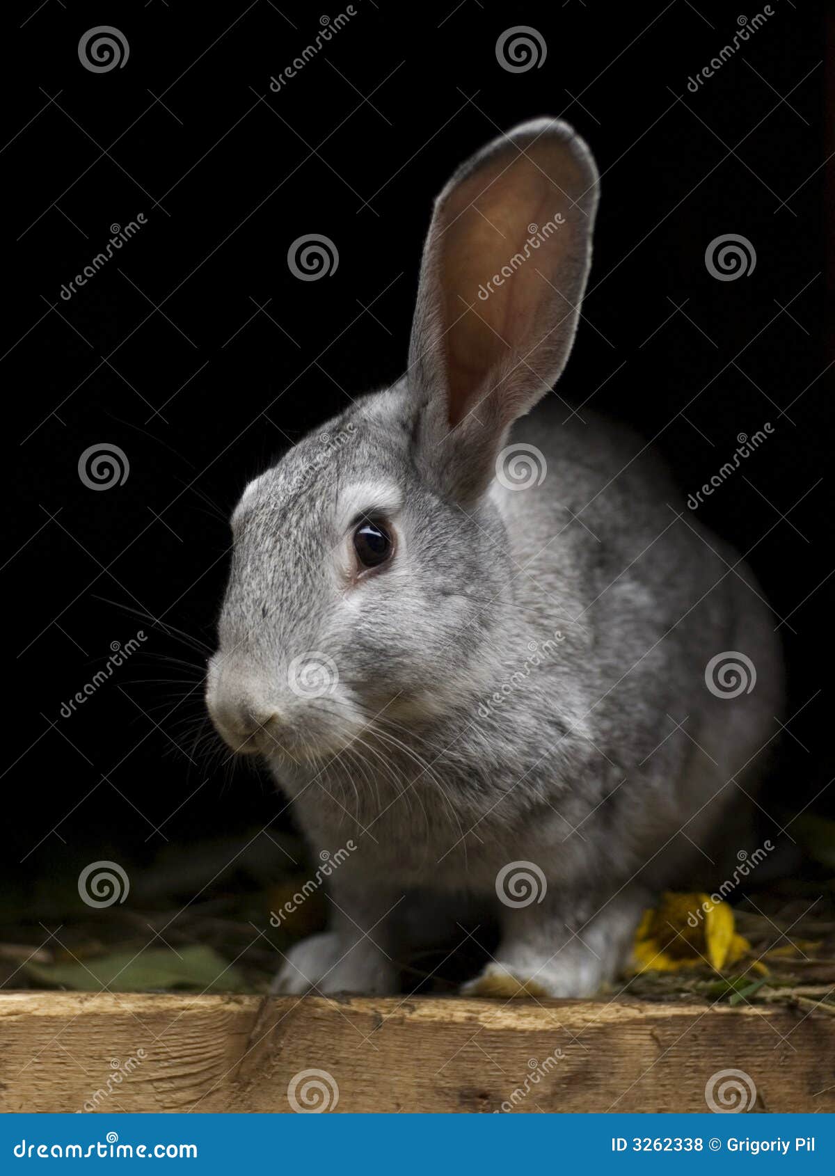 Rabbit with one ear up stock photo. Image of furry, front - 3262338