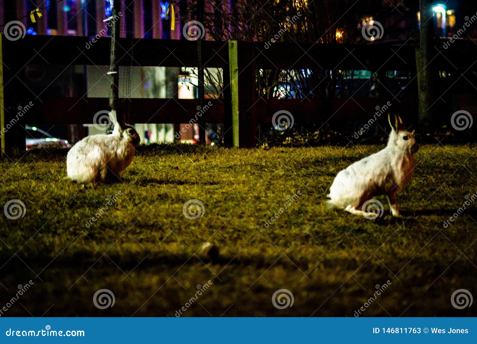 Digital Prints Prints Night time rabbit etna.com.pe