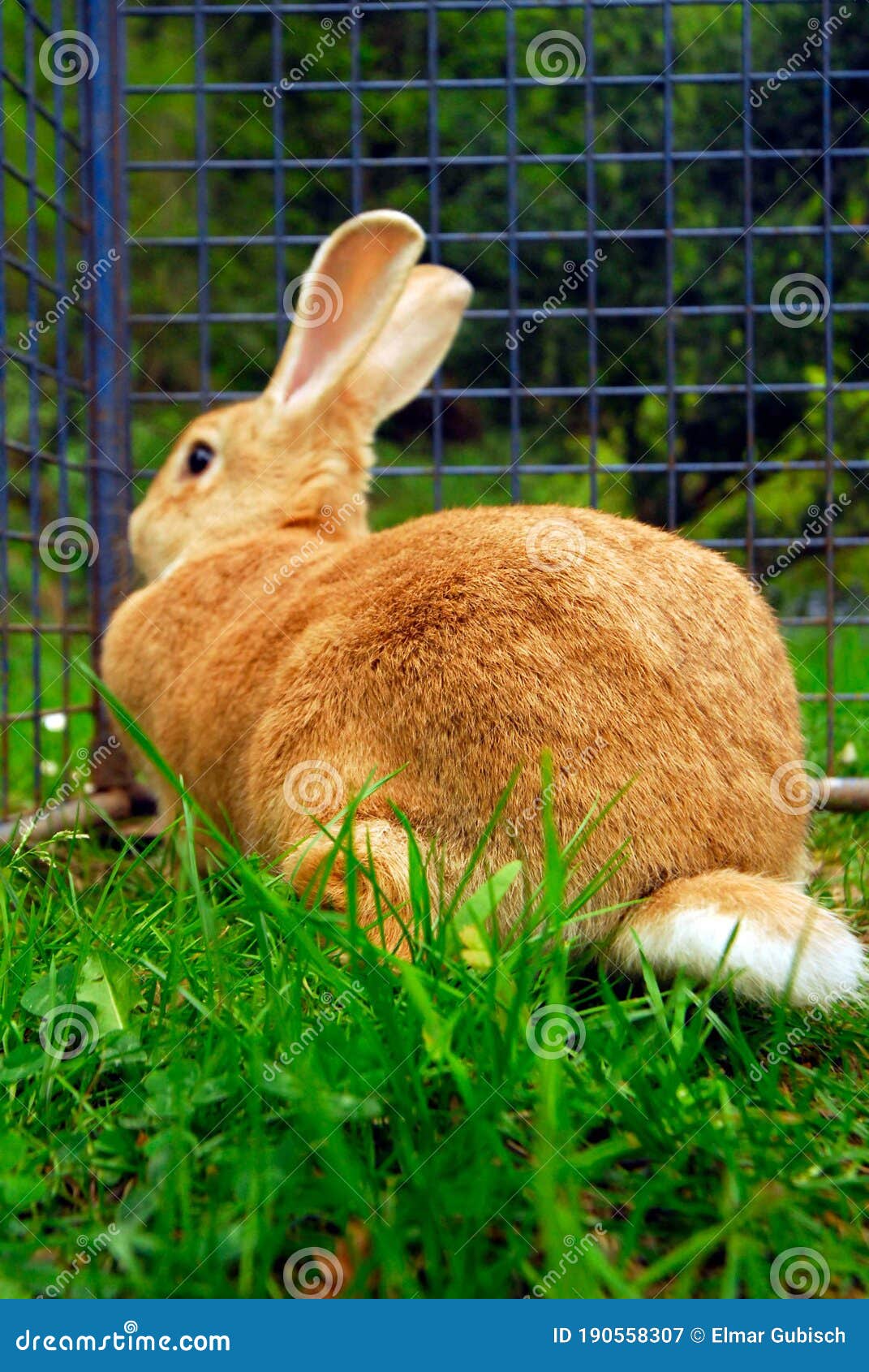 Rabbit with Orange Brown Fur Stock Image - Image of species, land ...