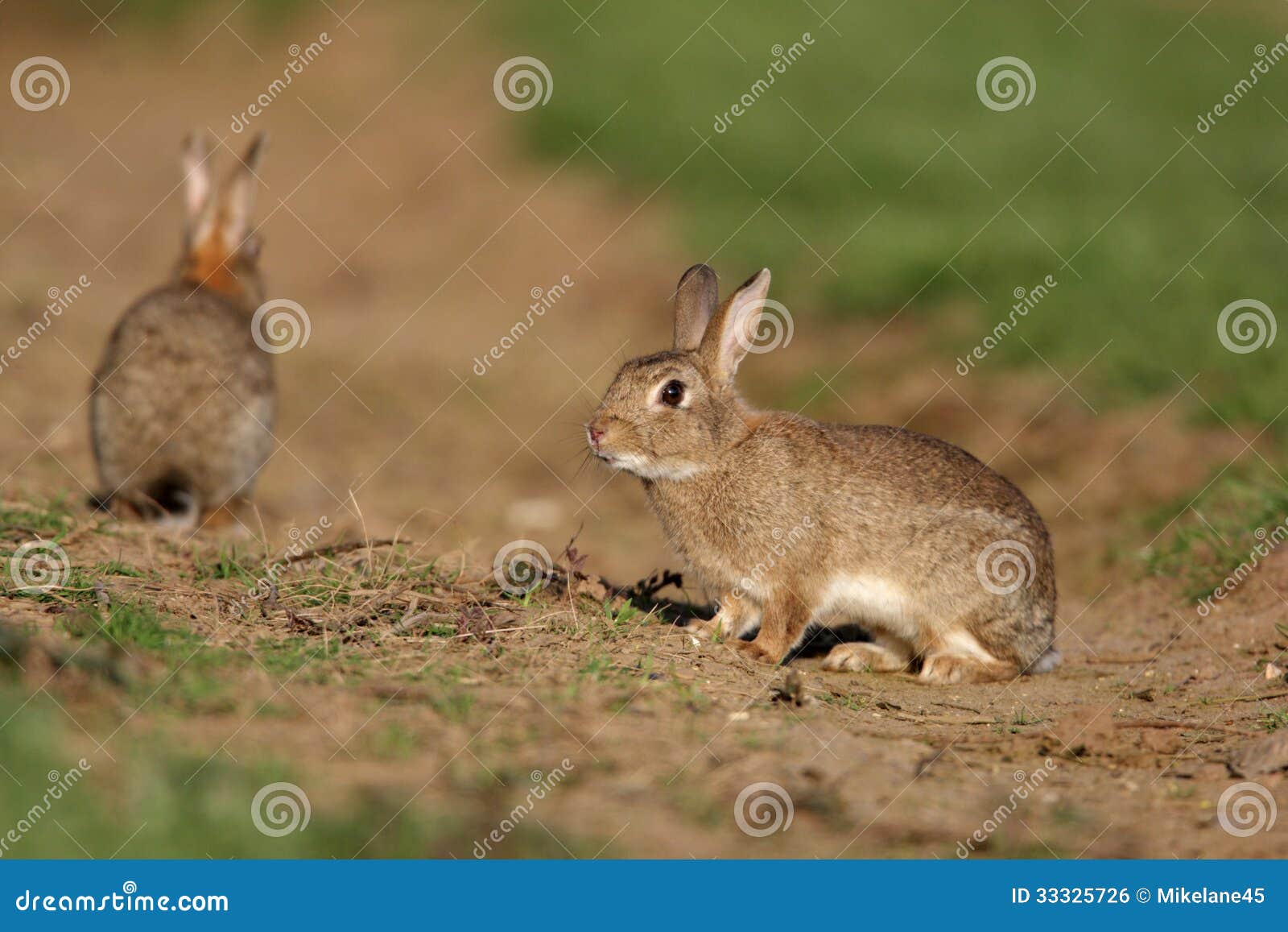 Rabbit, Oryctolagus Cuniculus Stock Photo - Image of british, mammal ...