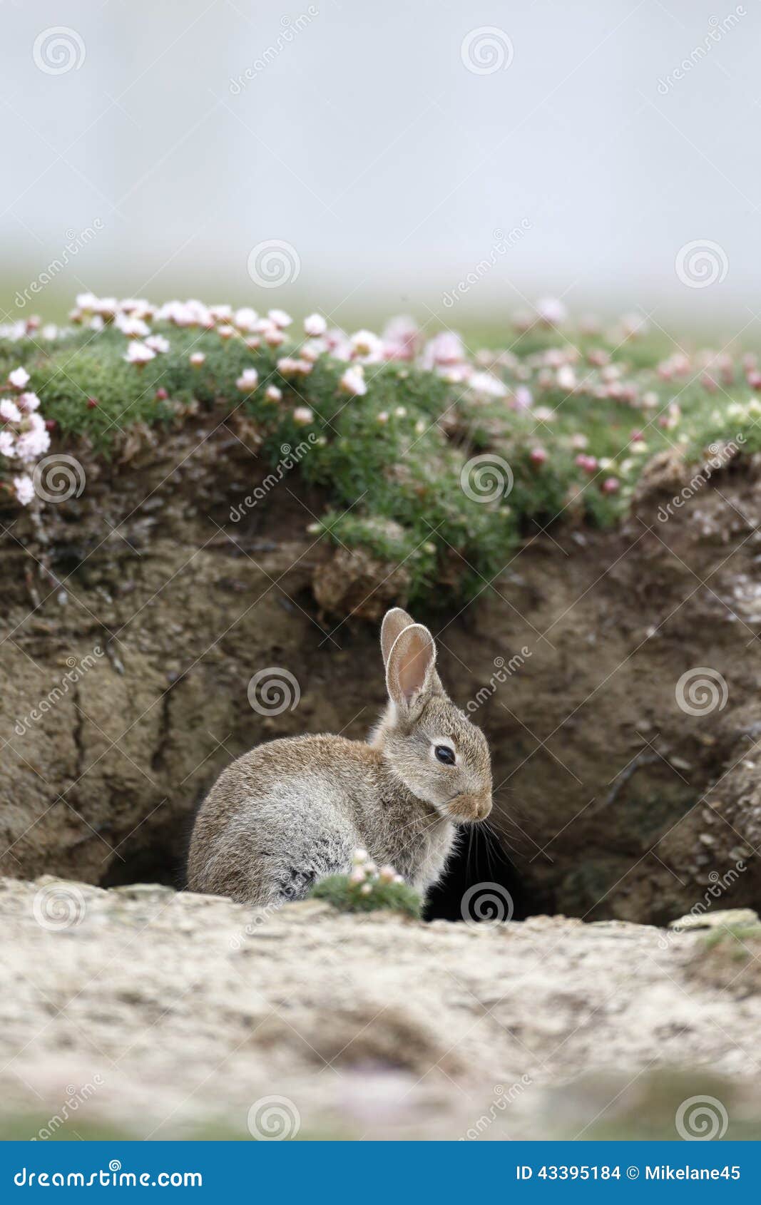 Rabbit, Oryctolagus Cuniculus Stock Photo - Image of nature, rabbit ...