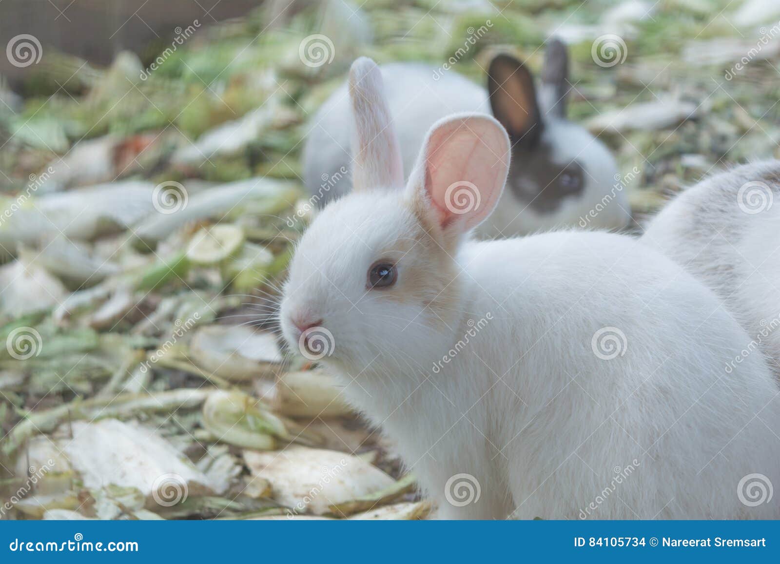Rabbit stock photo. Image of fluffy, grey, nature, little - 84105734