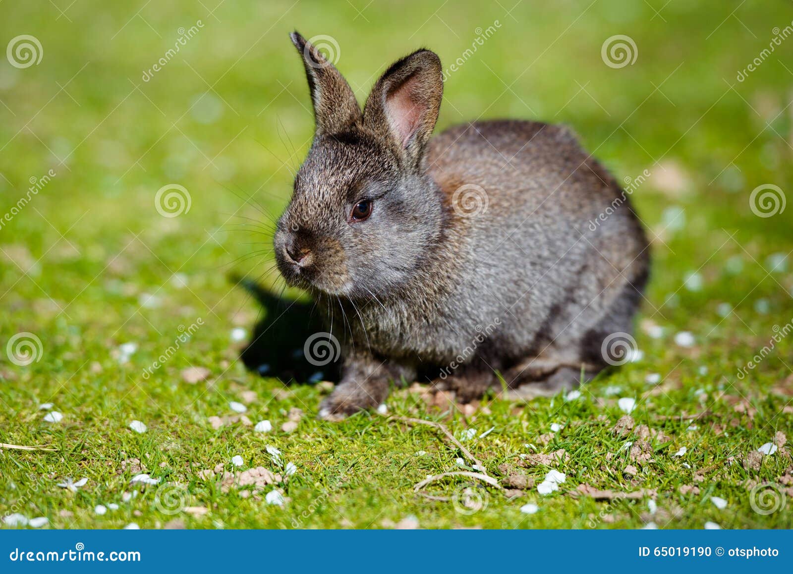 Rabbit outdoors in summer stock photo. Image of wildlife - 65019190