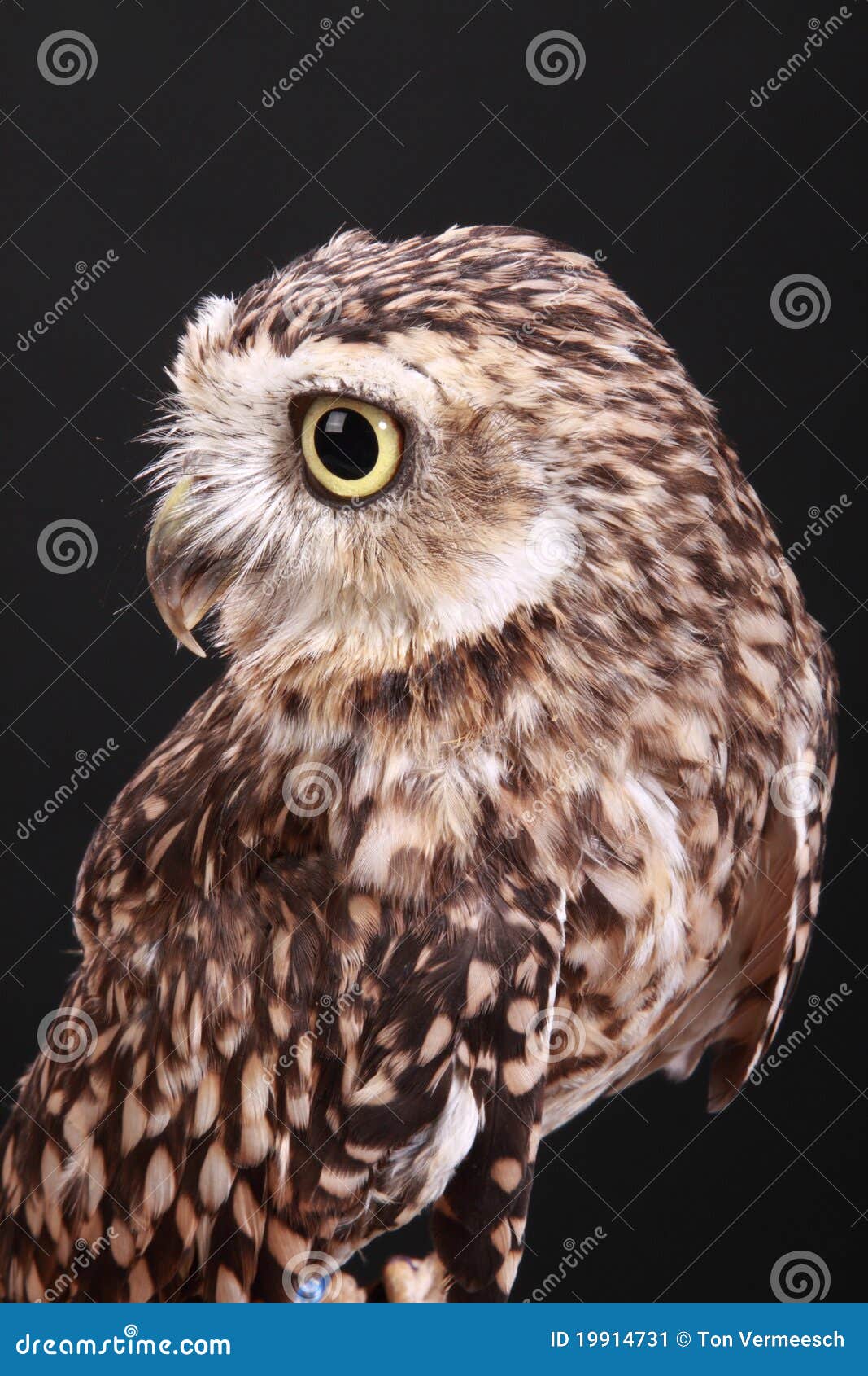 Rabbit owl stock image. Image of animal, natural, nature - 19914731