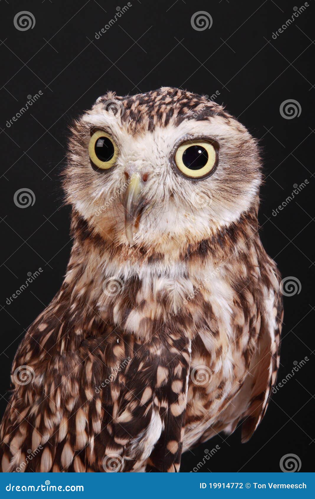 Rabbit owl stock photo. Image of natural, beak, fauna - 19914772