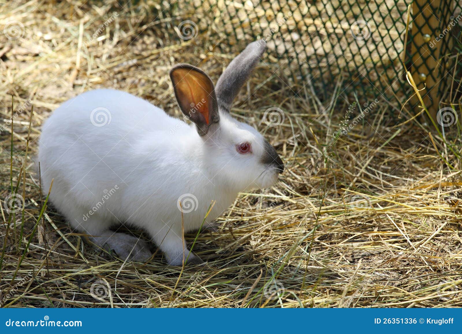 Rabbit in the paddock stock photo. Image of farm, animals - 26351336