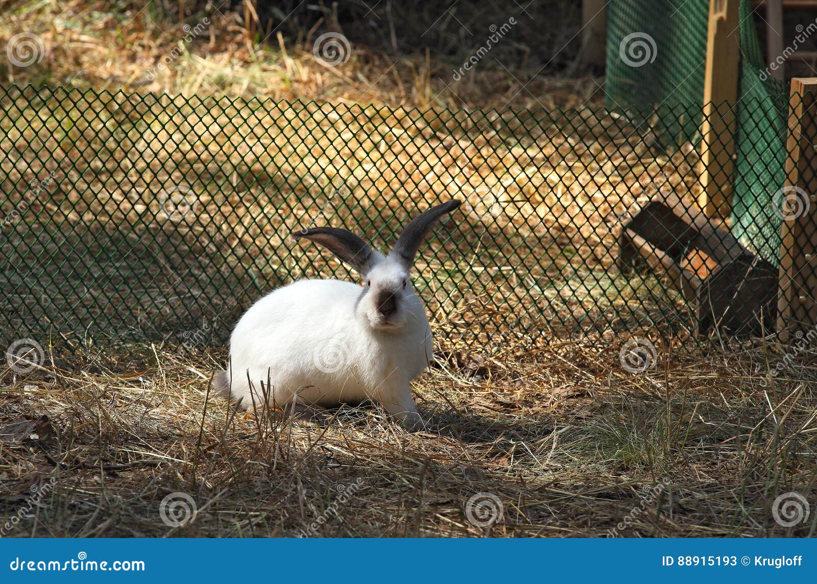 Rabbit in the paddock stock image. Image of fluffy, furry - 88915193
