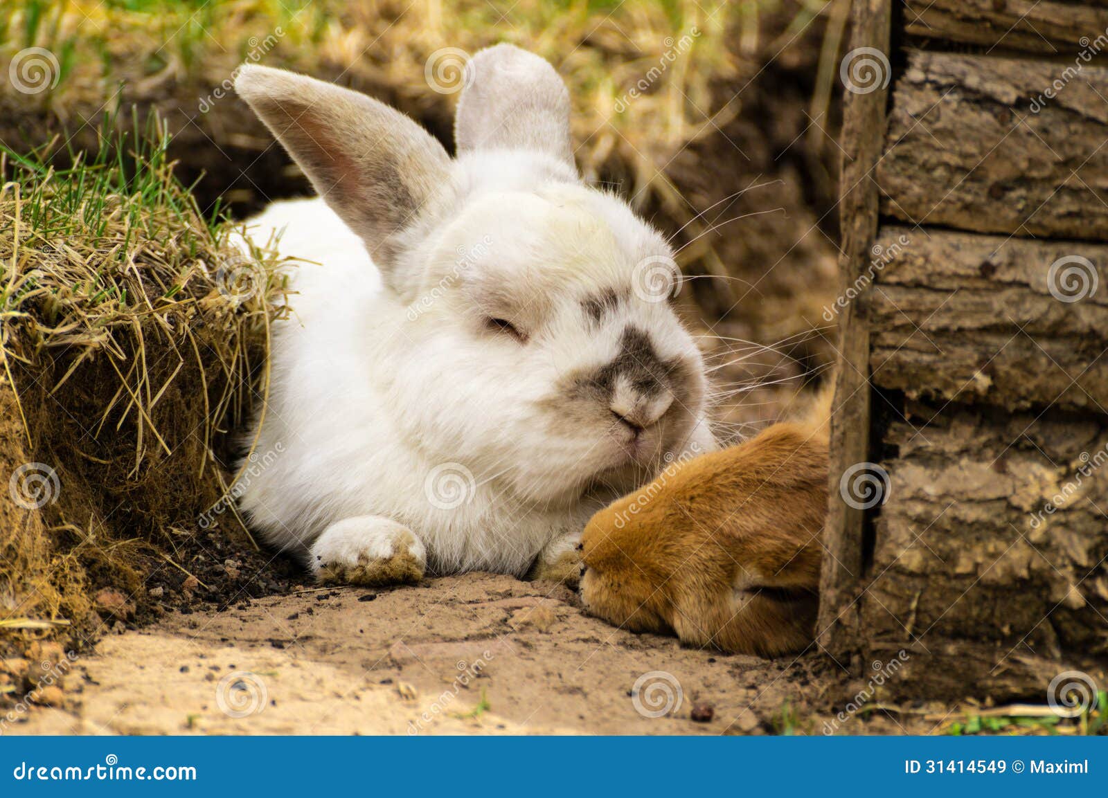 Rabbit pair stock image. Image of animal, grass, orange - 31414549