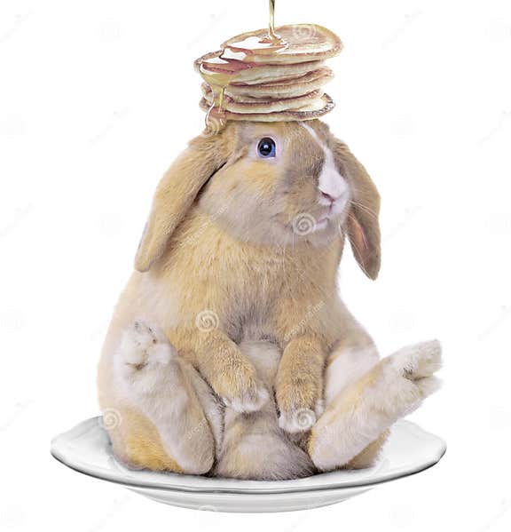 Rabbit with a Pancake on Its Head Stock Photo - Image of bunny ...