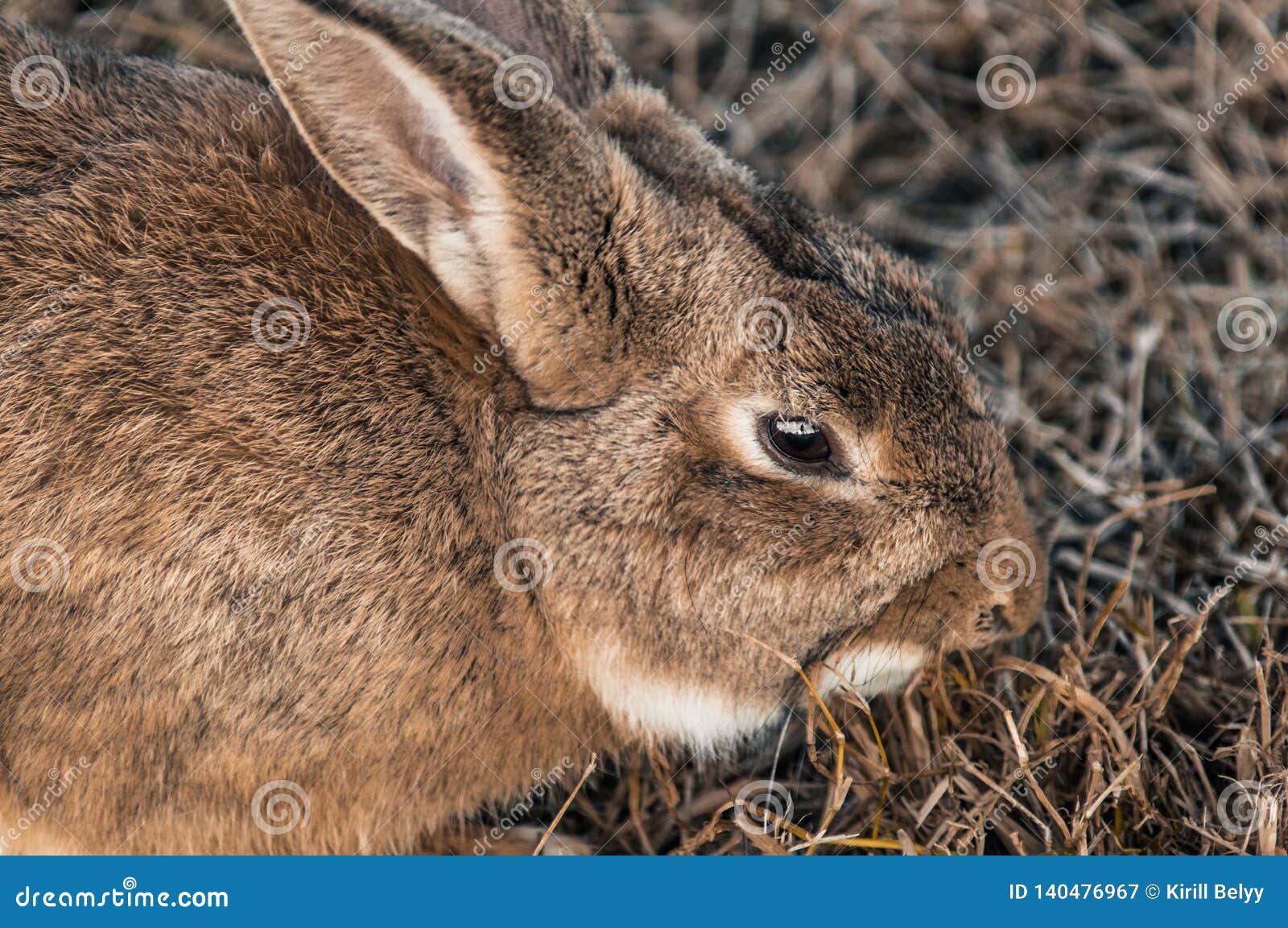 Rabbit in the park stock image. Image of lovely, outdoor - 140476967