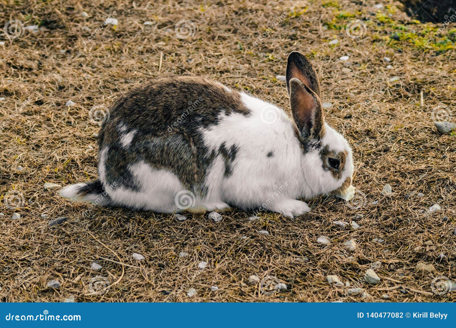 Rabbit in the park stock photo. Image of daytime, hare - 140477082