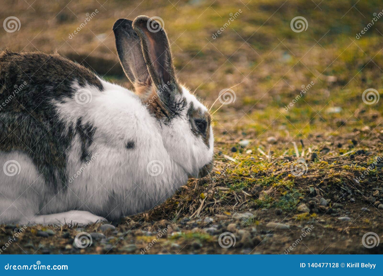 Rabbit in the park stock photo. Image of furry, herd - 140477128