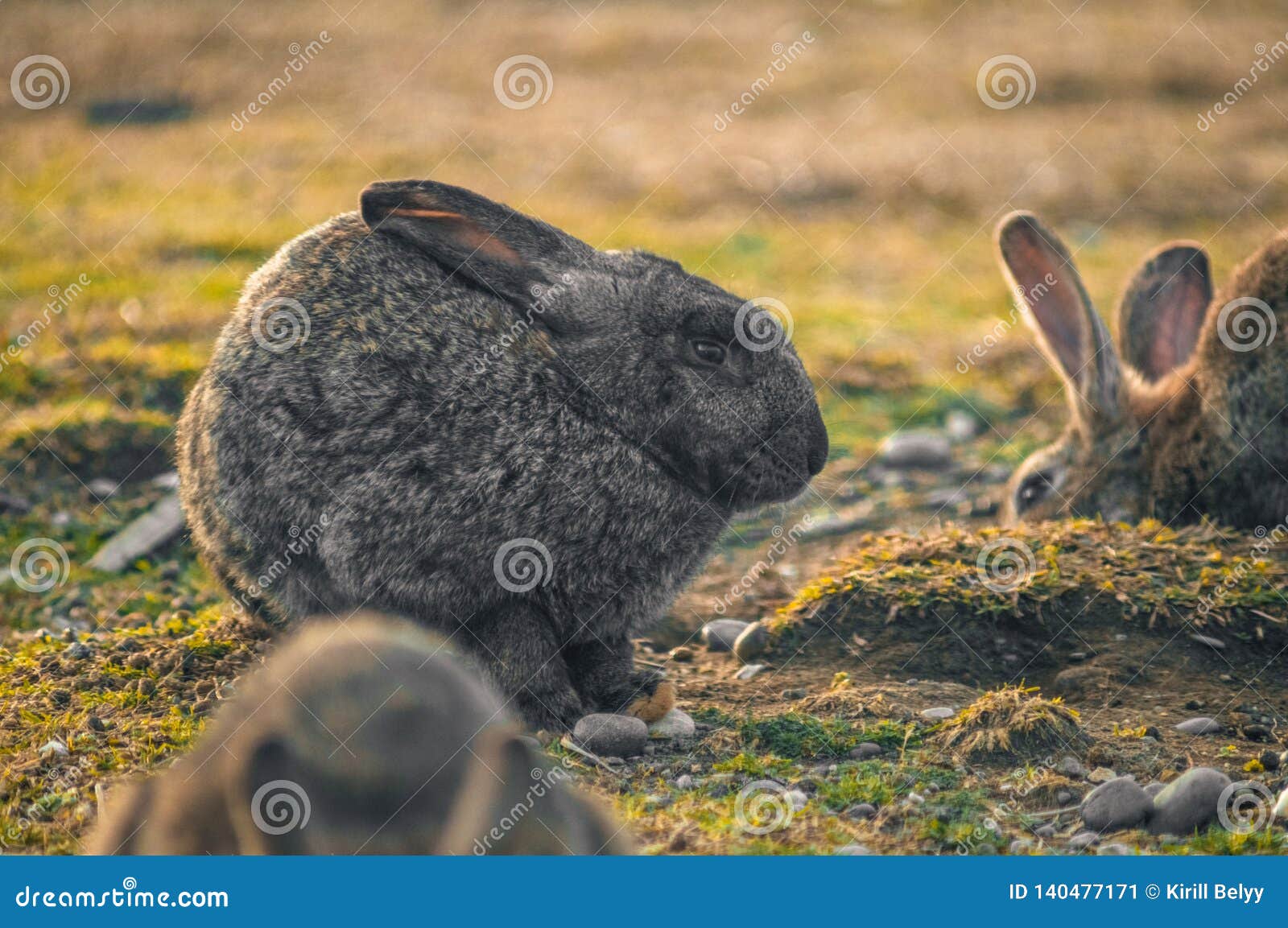 Rabbit in the park stock image. Image of field, mammal - 140477171