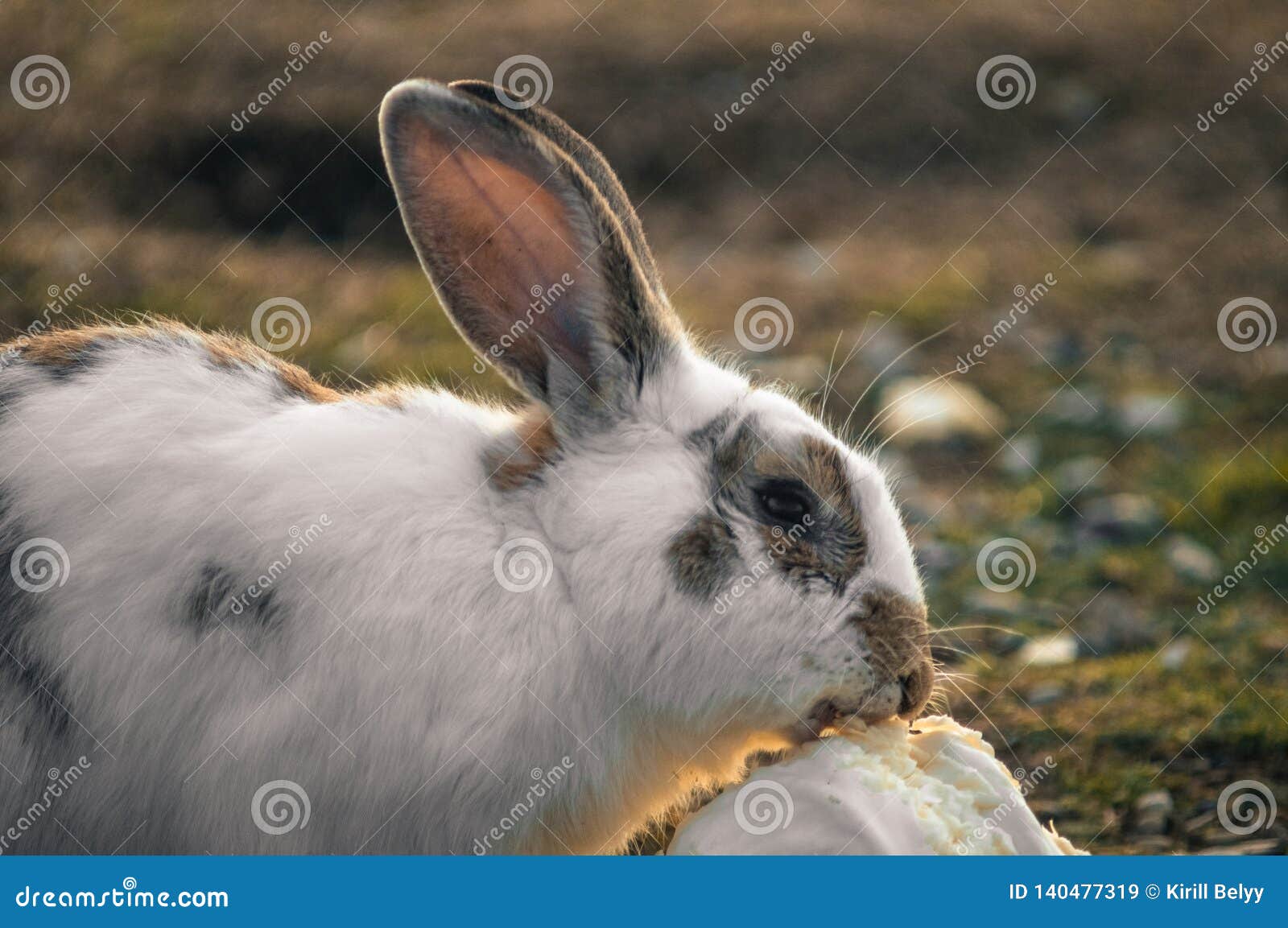 Rabbit in the park stock image. Image of european, outdoor - 140477319