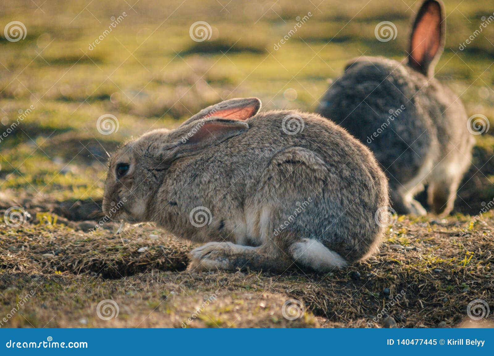 Rabbit in the park stock image. Image of brown, bunnies - 140477445