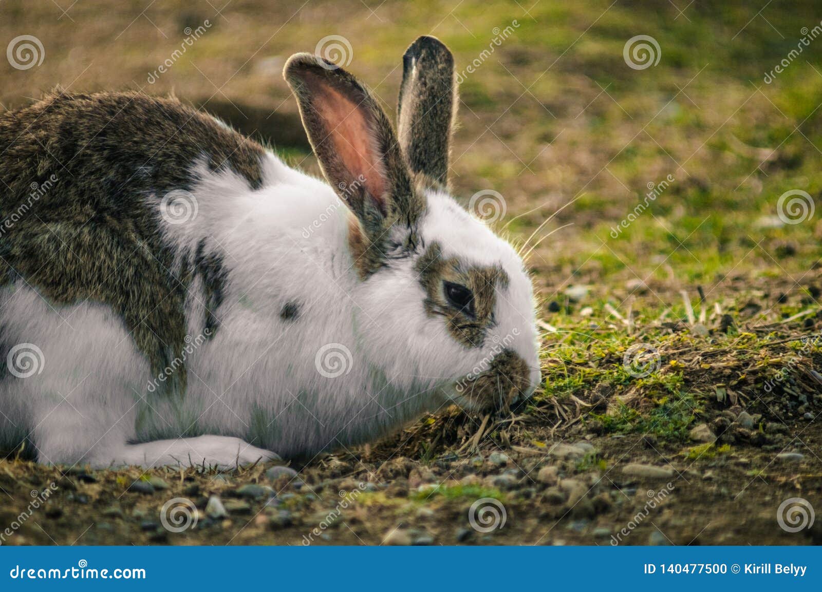 Rabbit in the park stock photo. Image of field, coney - 140477500