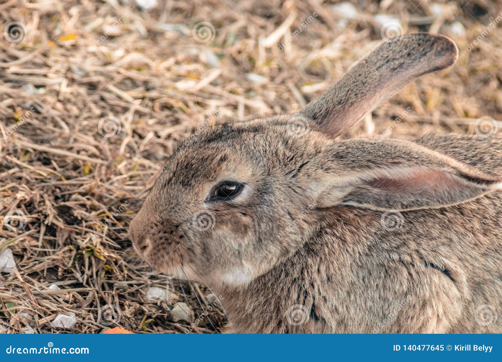 Rabbit in the park stock image. Image of furry, attraction - 140477645