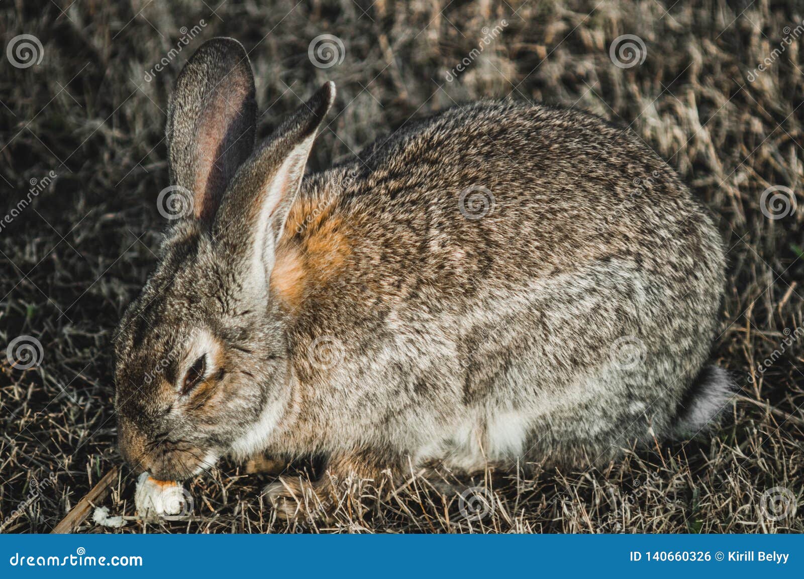 Rabbit in the Park on the Grass Stock Photo - Image of field ...