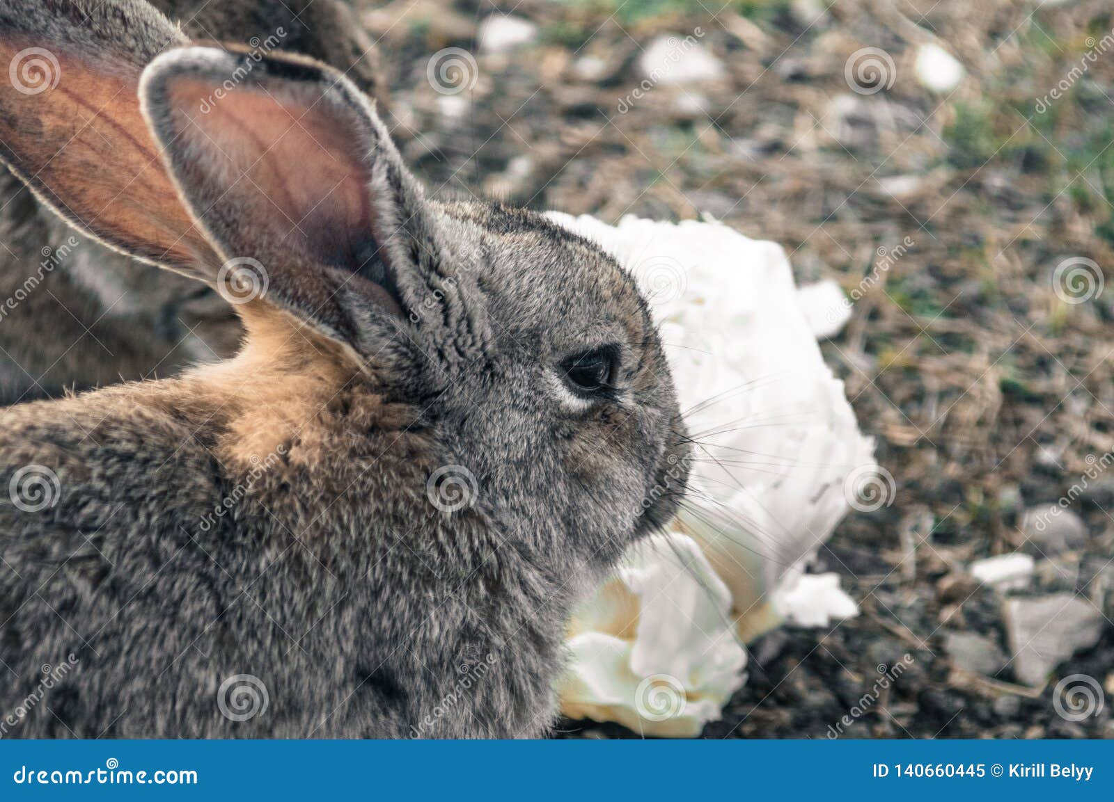 Rabbit in the Park on the Grass Stock Image - Image of lovely, adorable ...