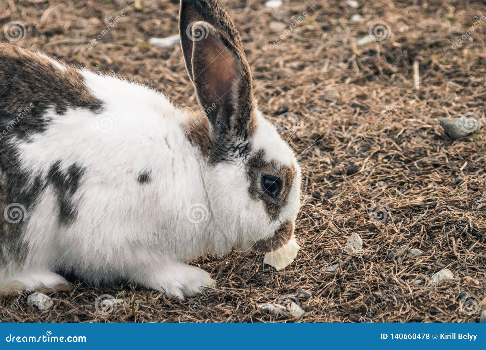 Rabbit in the Park on the Grass Stock Photo - Image of field, adorable ...