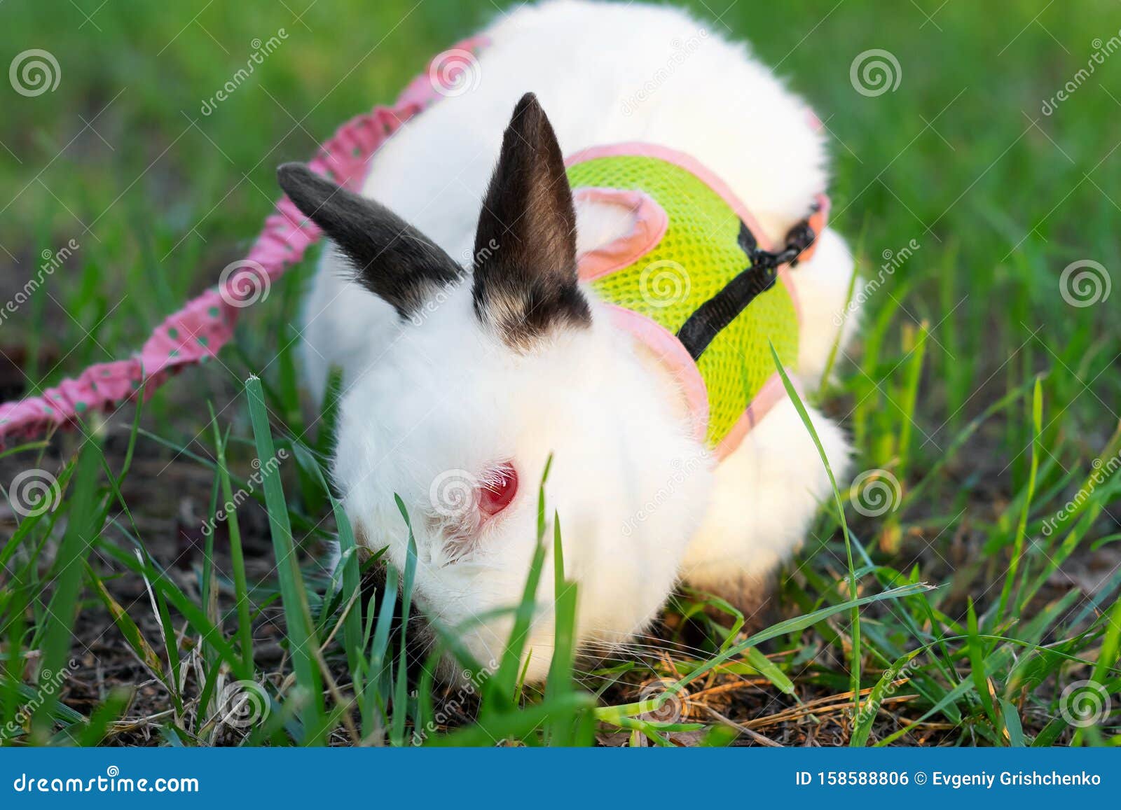 Rabbit in the Park Picnic Pet Fluffy Funny Stock Photo - Image of furry ...