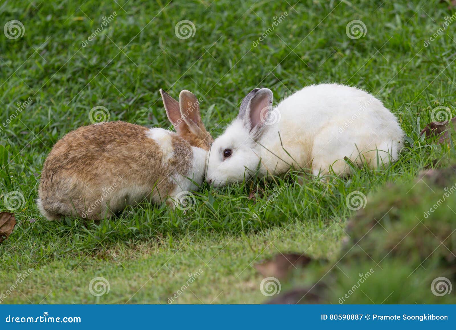 Rabbit in the park stock image. Image of field, rabbits - 80590887