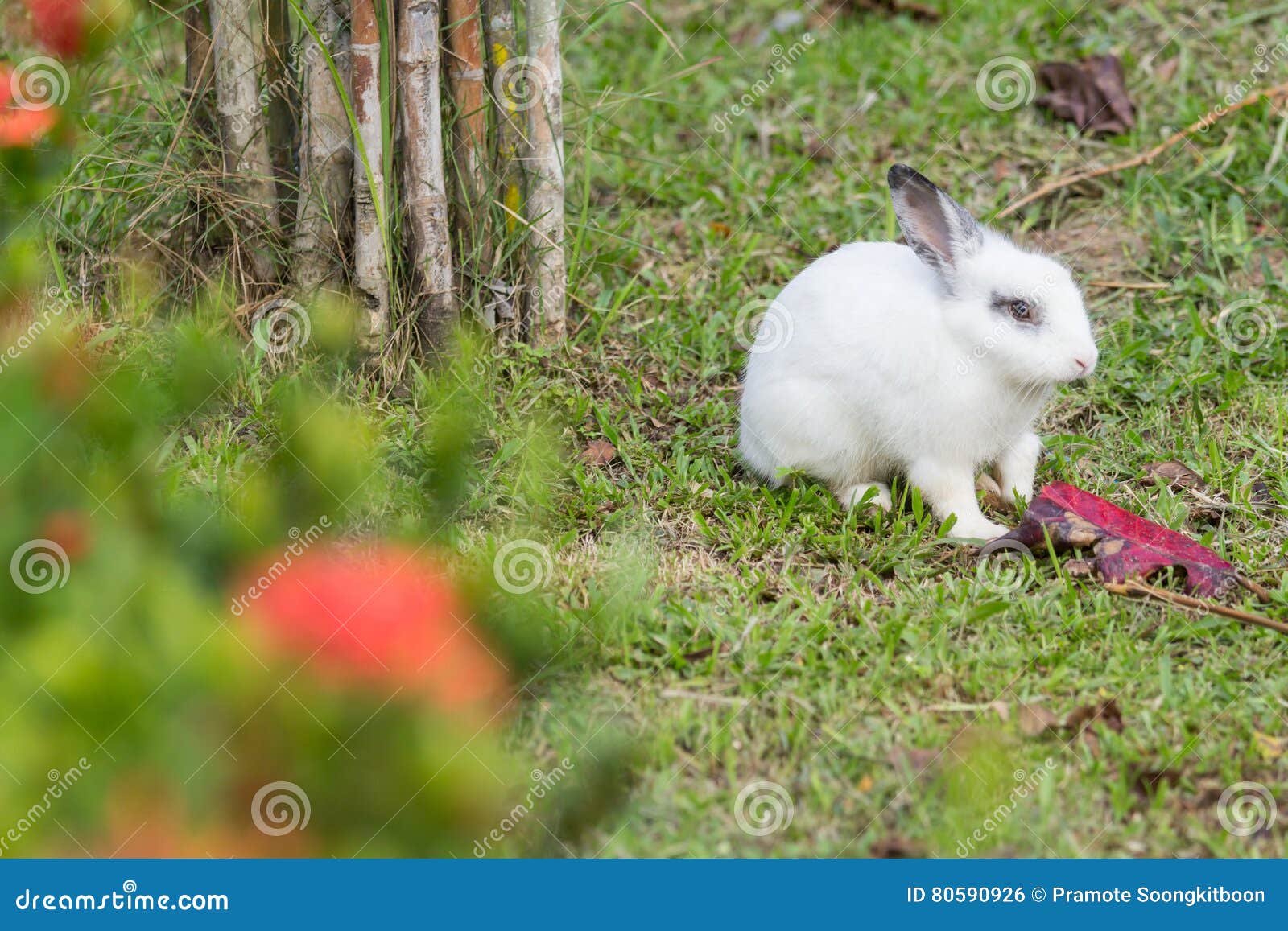 Rabbit in the park stock photo. Image of summer, furry - 80590926