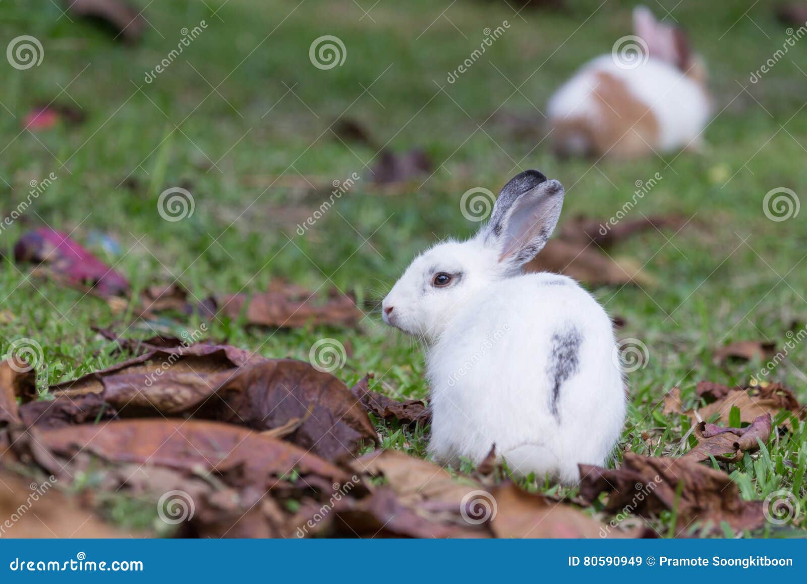 Rabbit in the park stock image. Image of mammal, bunny - 80590949