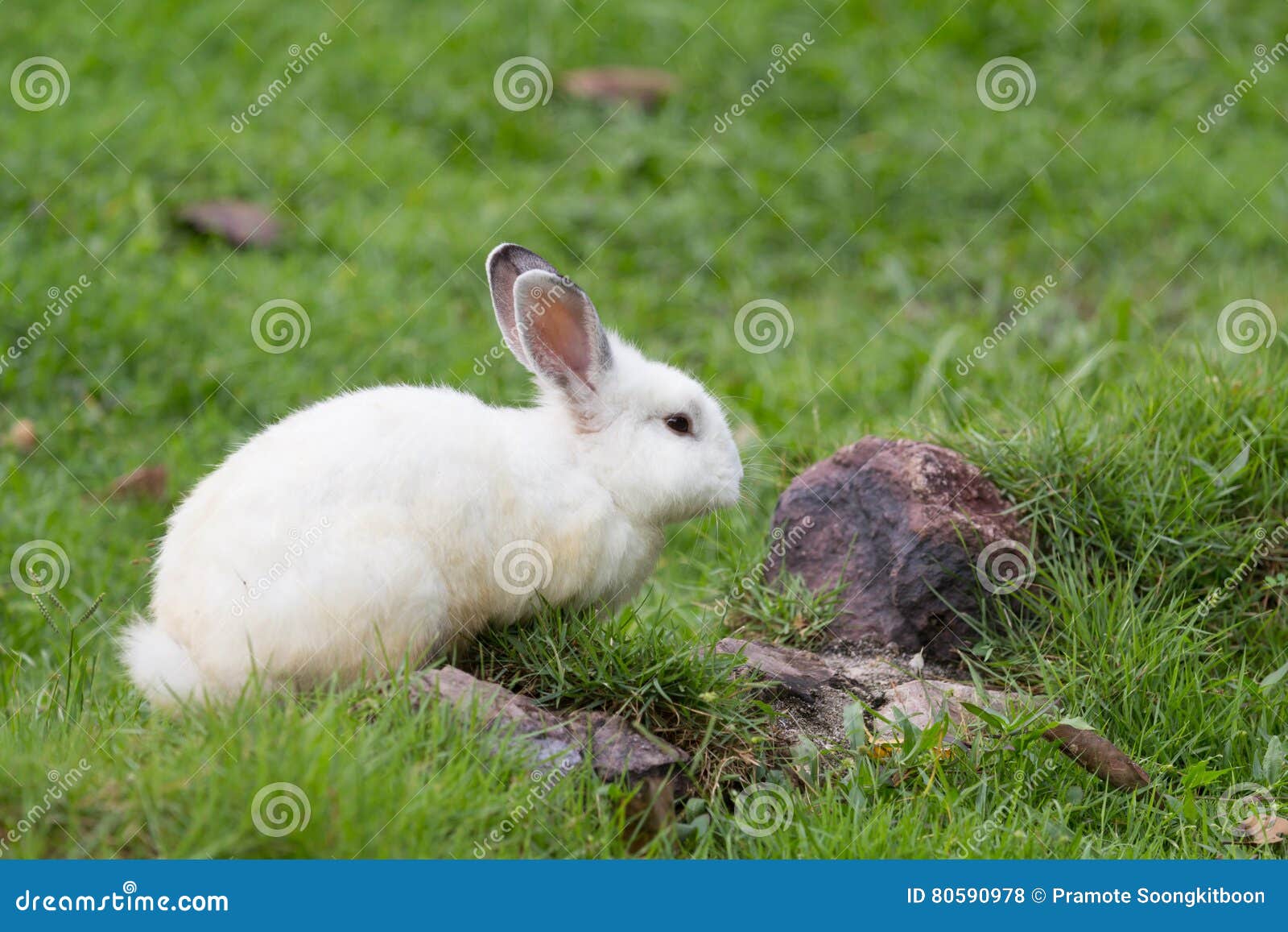 Rabbit in the park stock photo. Image of mammal, easter - 80590978