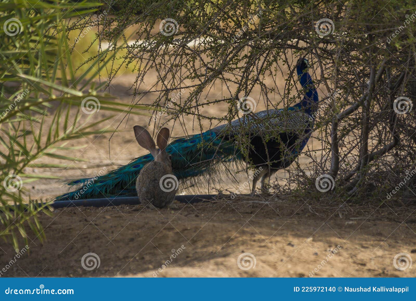Rabbit and peacock stock photo. Image of character, ornamental - 225972140