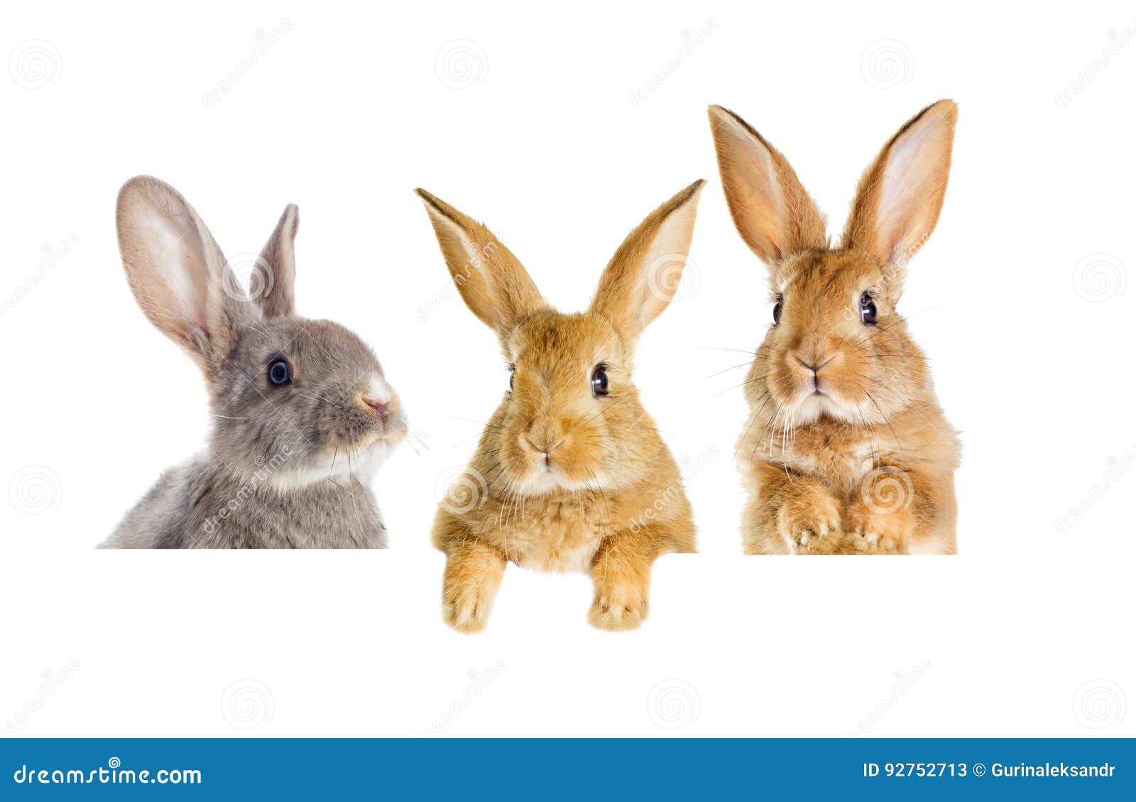A rabbit peeking stock image. Image of background, cute - 92752713