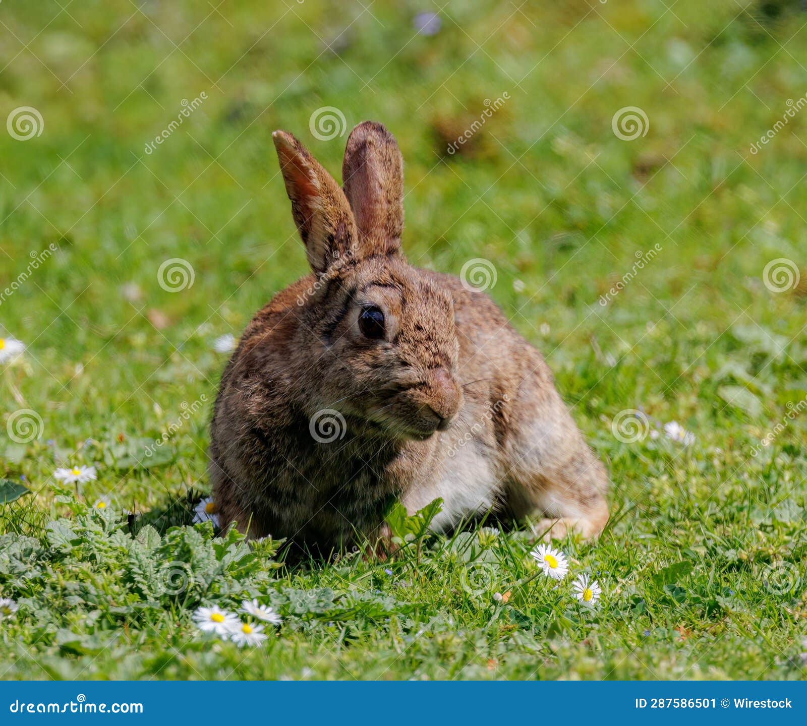 Rabbit Perched on a Bed of Lush Green Grass, Surrounded by an Array of ...