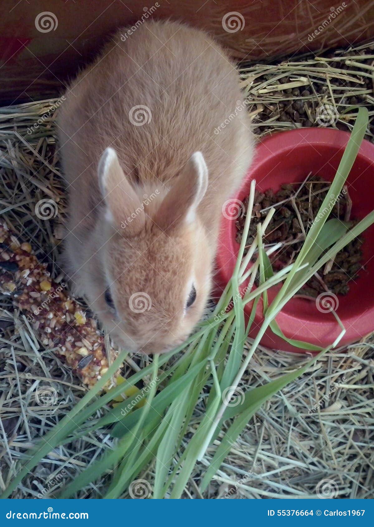 Rabbit stock photo. Image of rabbit, grass, animal, eating - 55376664