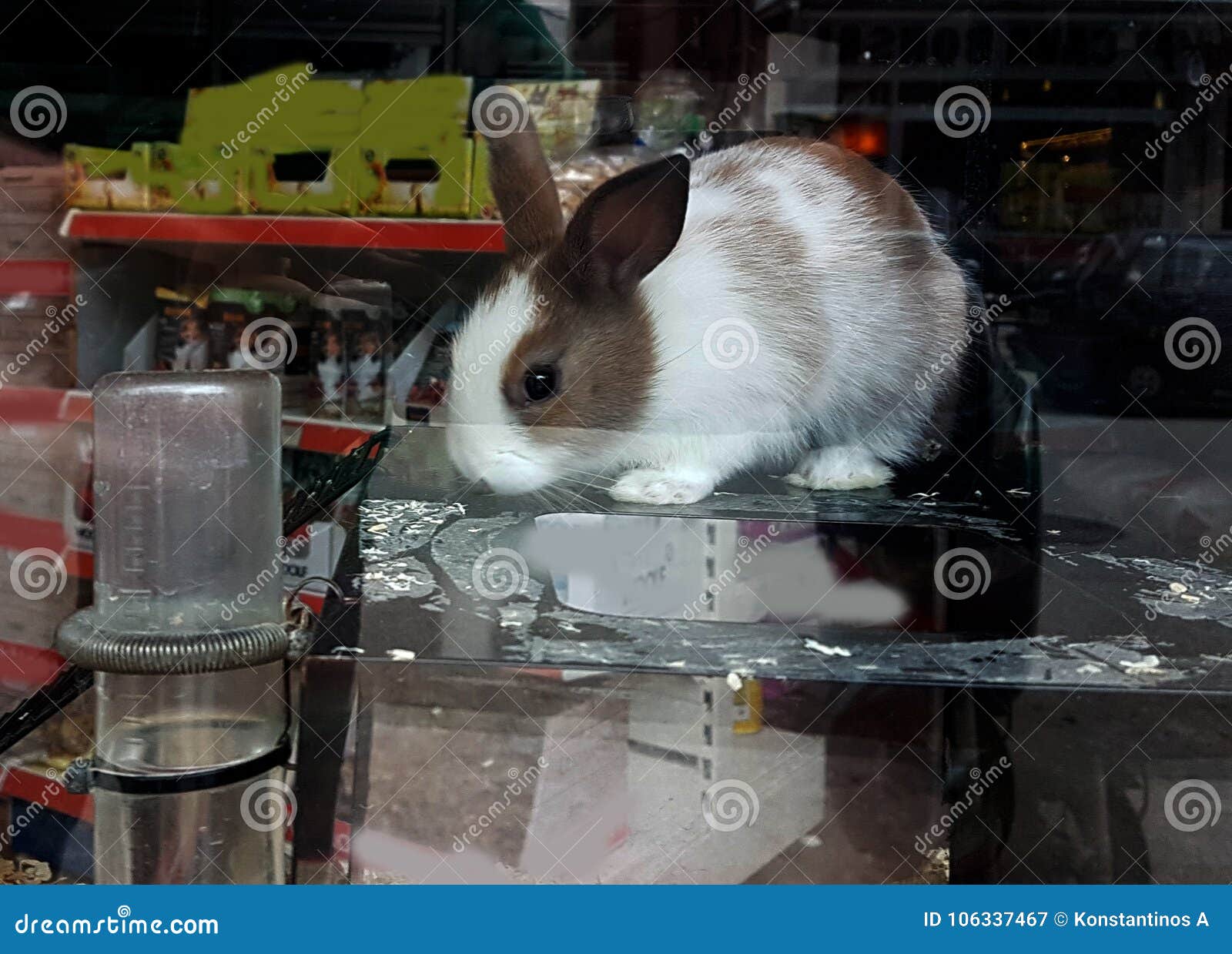 Rabbit Pet Shop Showrooms Eating Face Ears Stock Image - Image of ...