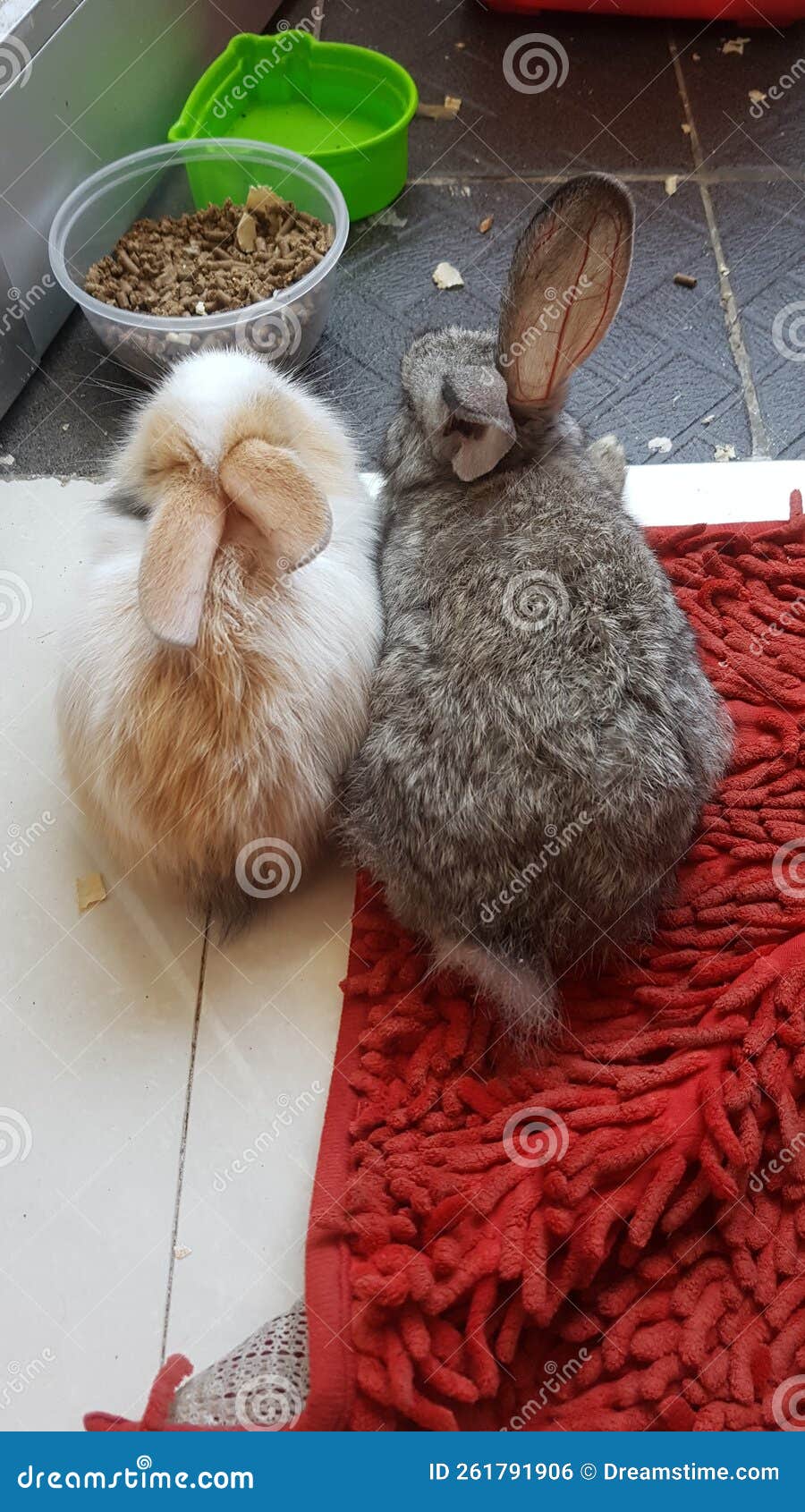 Rabbit Pets Coupe Who Sitting Together Stock Photo - Image of together ...