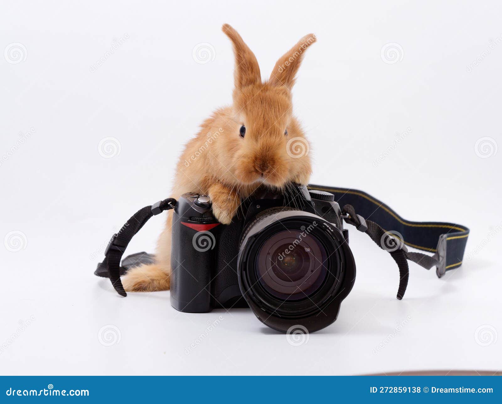 Rabbit Photographer Camera on a White Background Stock Photo - Image of ...