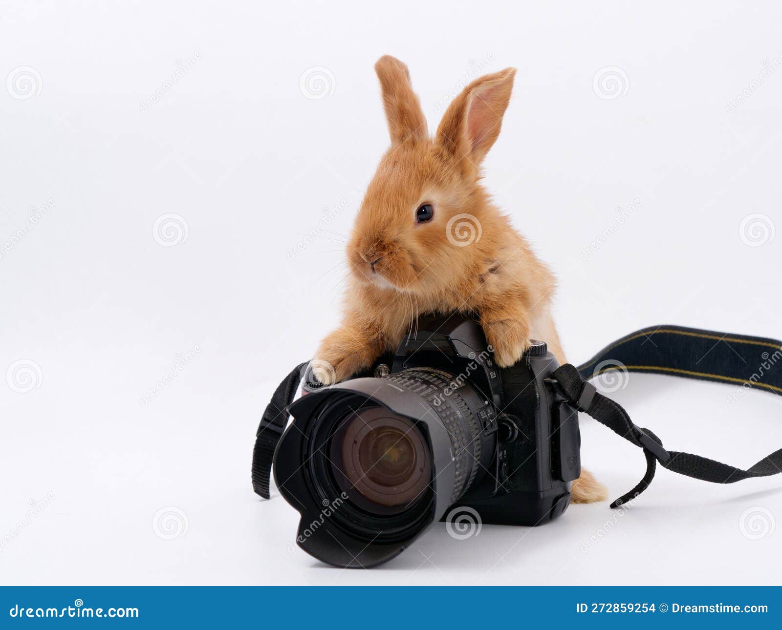 Rabbit Photographer Camera on a White Background Stock Photo - Image of ...