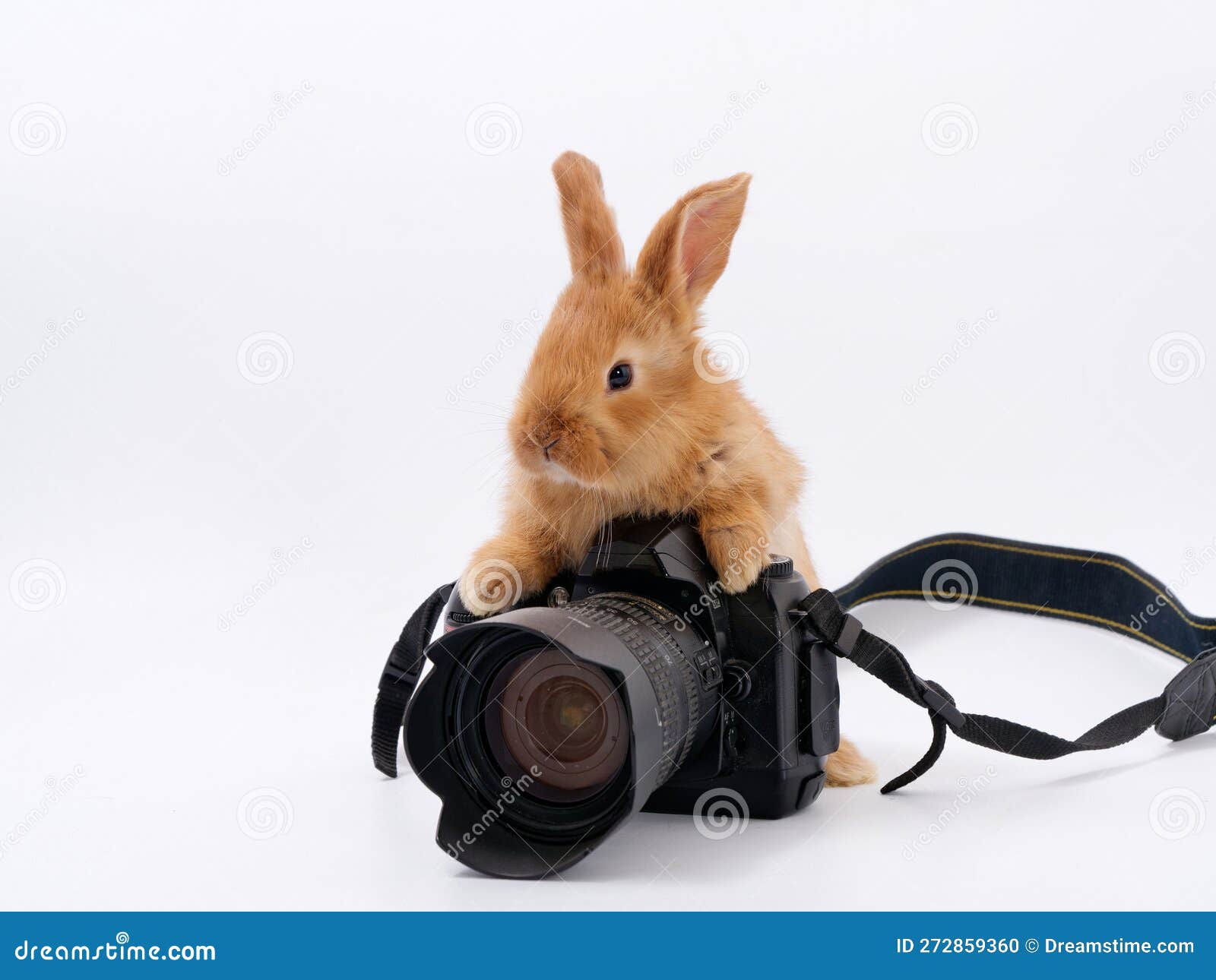 Rabbit Photographer Camera on a White Background Stock Photo - Image of ...