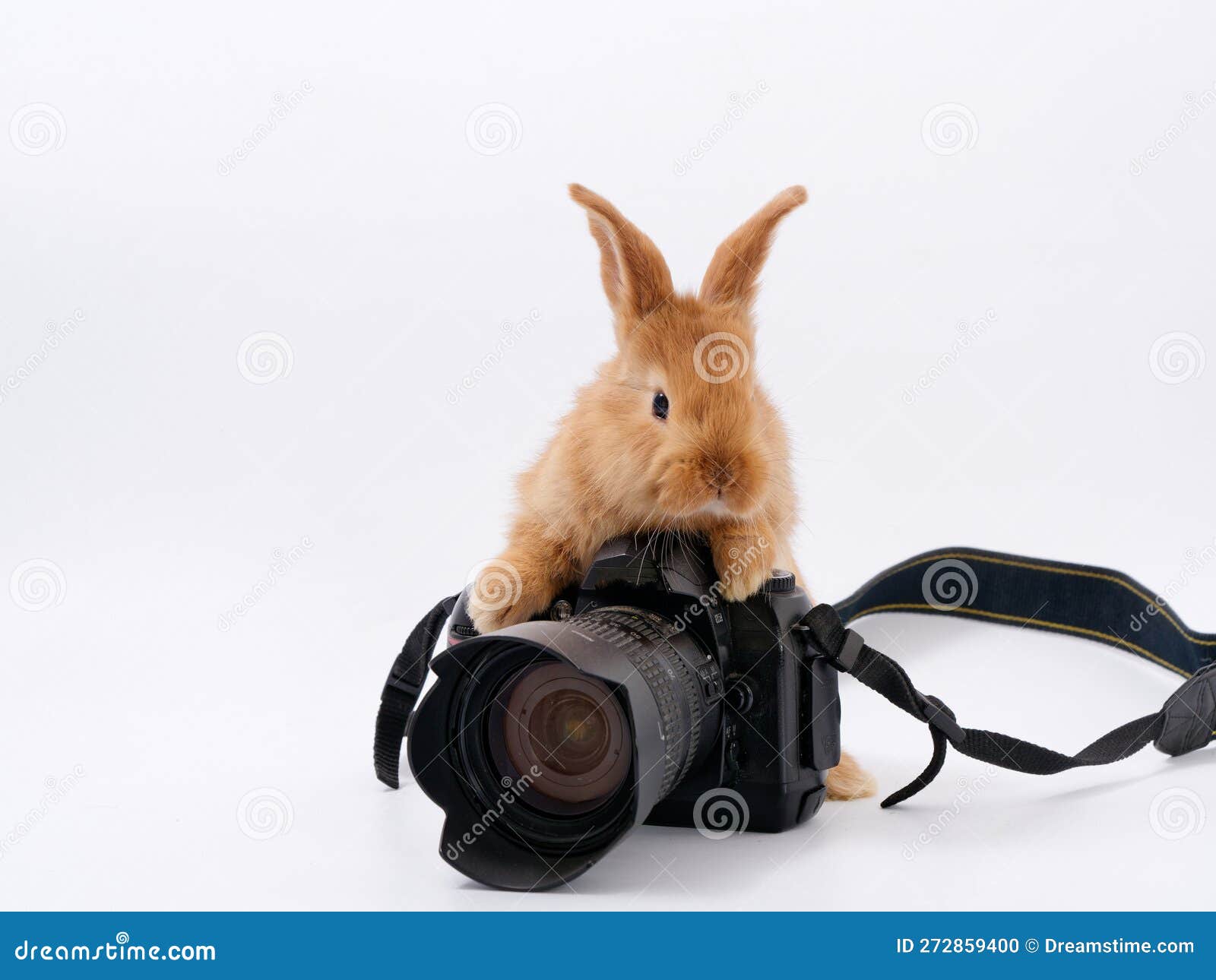 Rabbit Photographer Camera on a White Background Stock Photo - Image of ...