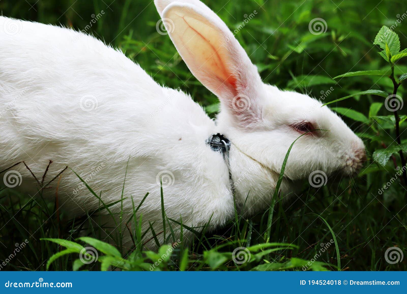 Rabbit eating grass stock photo. Image of rabbit, domestic - 194524018