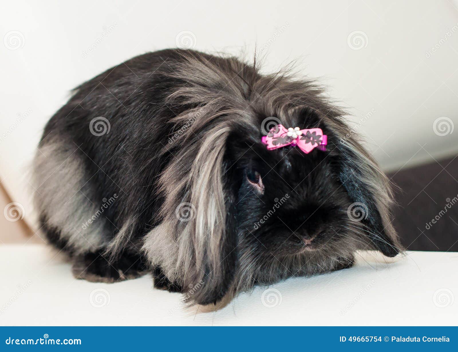 Rabbit with pink bow stock photo. Image of classic, illusionist - 49665754